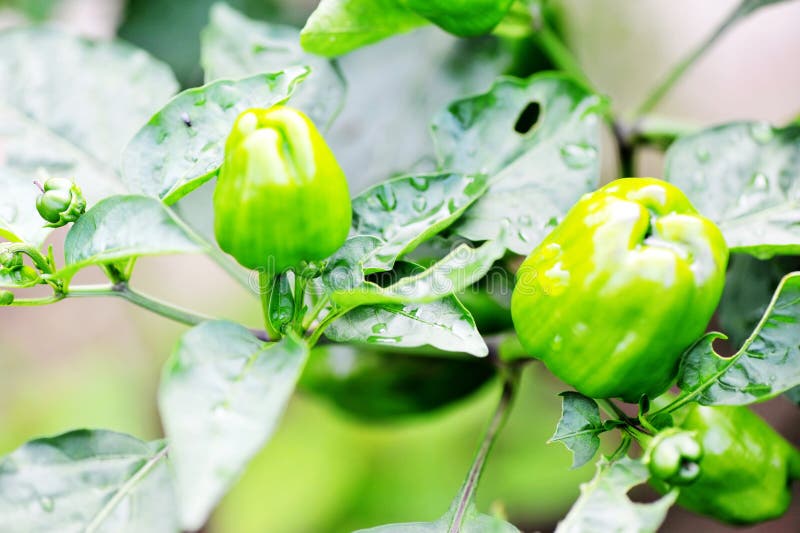 Green pepper tree stock image. Image of farmland, growing - 19788273
