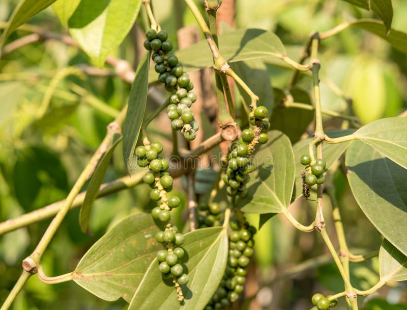 Green peper on peper tree stock image. Image of spice - 60282593