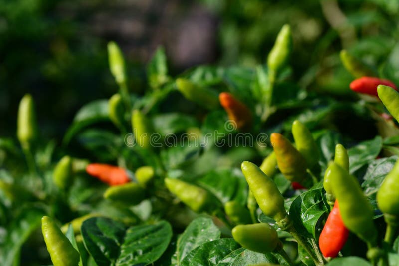 Green pepper on the tree stock photo. Image of growing - 79208332