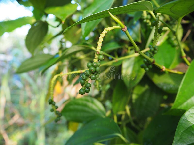 Green pepper on tree stock image. Image of spicy, plant - 100851441