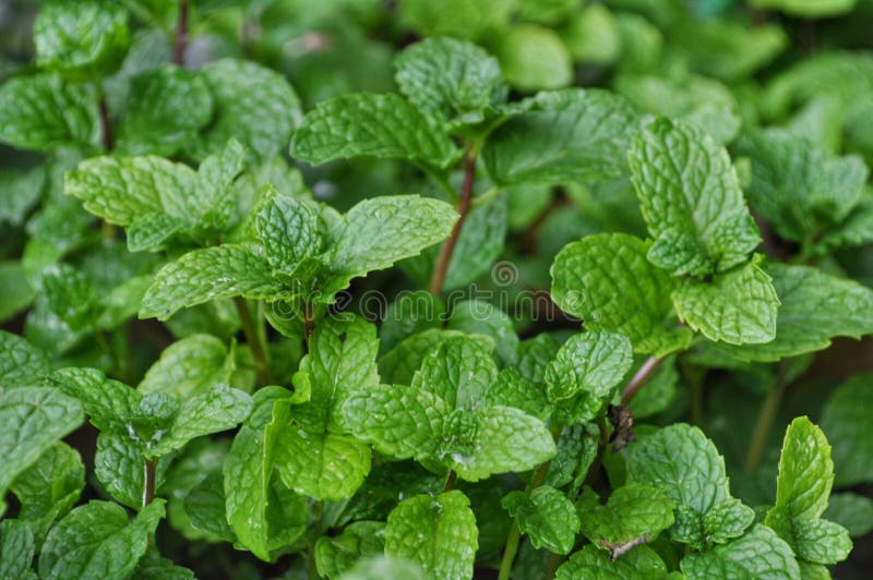 Green peppermint in garden stock image. Image of herb - 138543867
