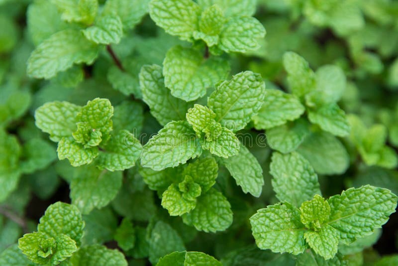 Green Peppermint Leaves Background. Fresh Peppermint Growing in Stock ...