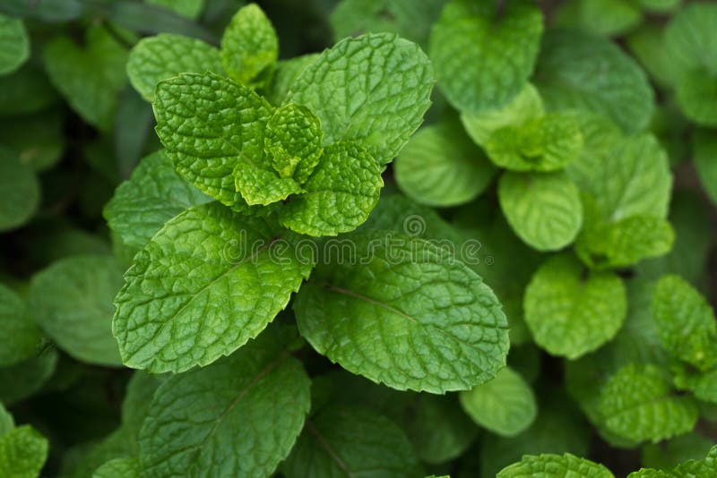 Green Peppermint Leaves,Closeup Of Fresh Mints Leaves Texture Or Stock ...