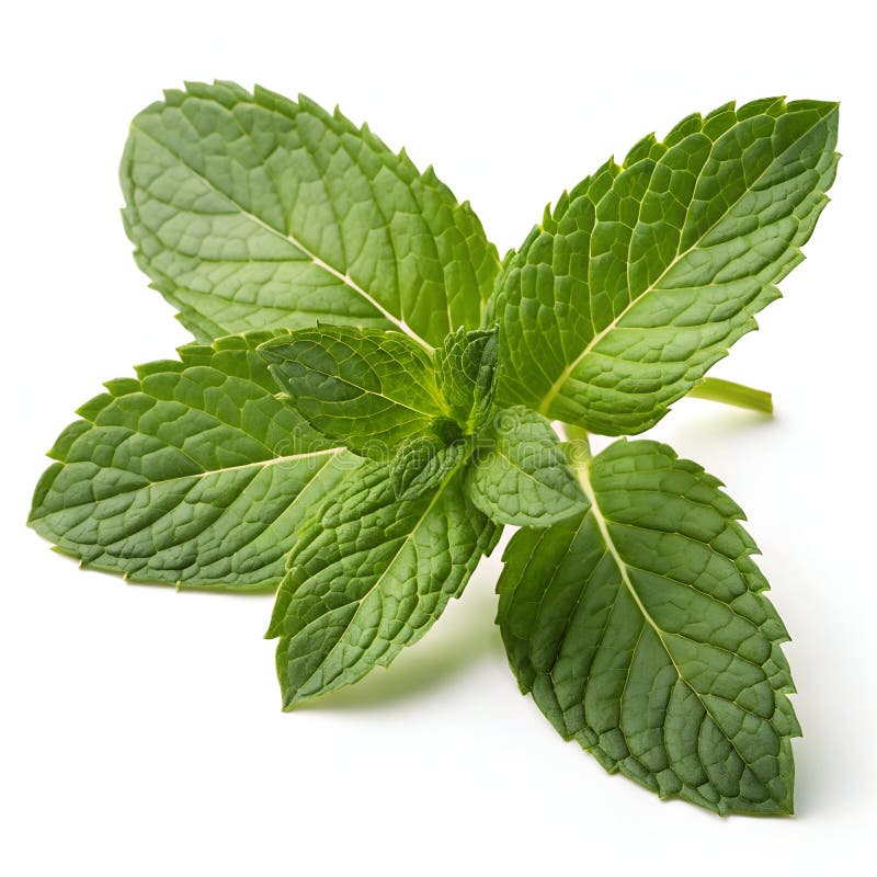 Green Peppermint Leaves Isolated on White Background, Fresh Herb Stock ...