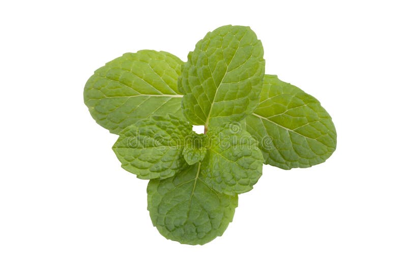 Green Peppermint Leaves on White Background Stock Image - Image of ...