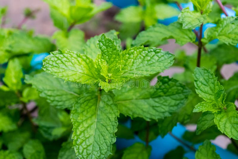Green Peppermint trees stock photo. Image of gourmet - 124843152