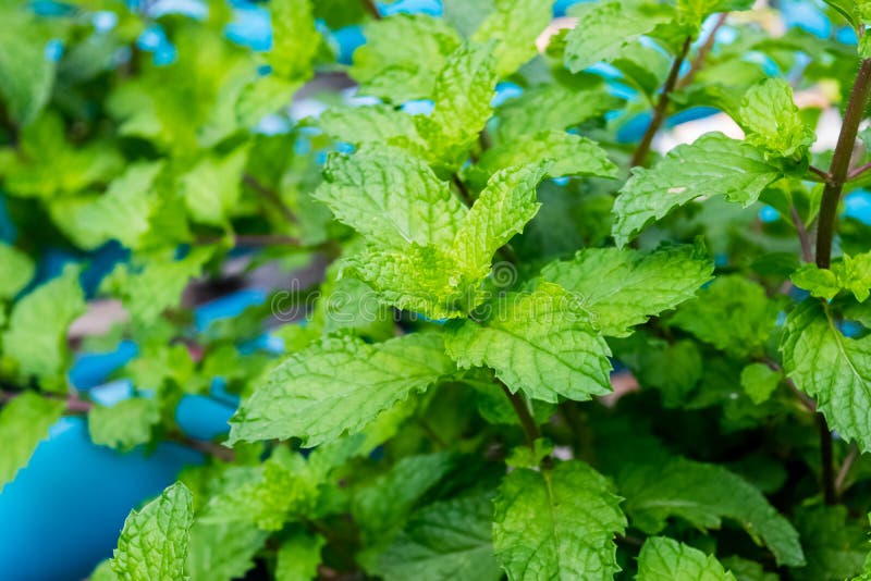 Green Peppermint trees stock photo. Image of food, delicious - 124843160