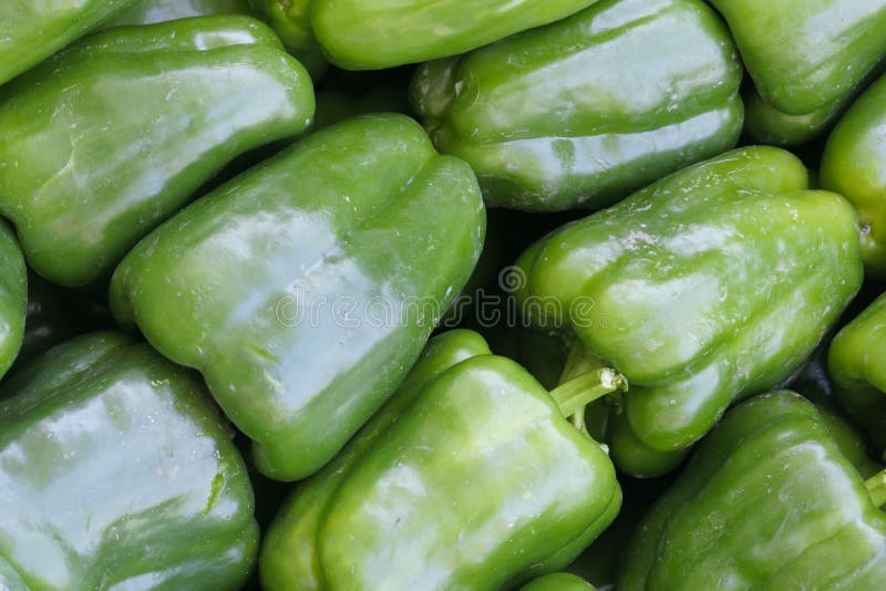 Green mango stock photo. Image of fruit, diet, tropical - 24729932