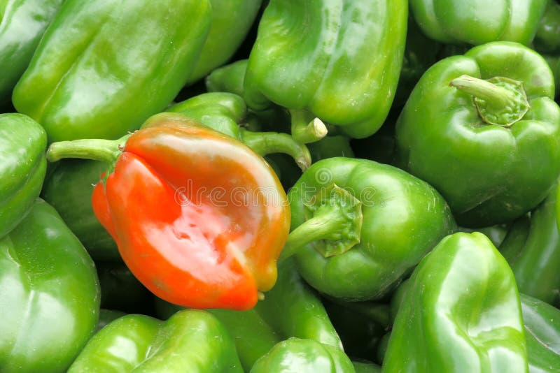 Green peppers stock image. Image of greenstuff, vegetable - 24747235