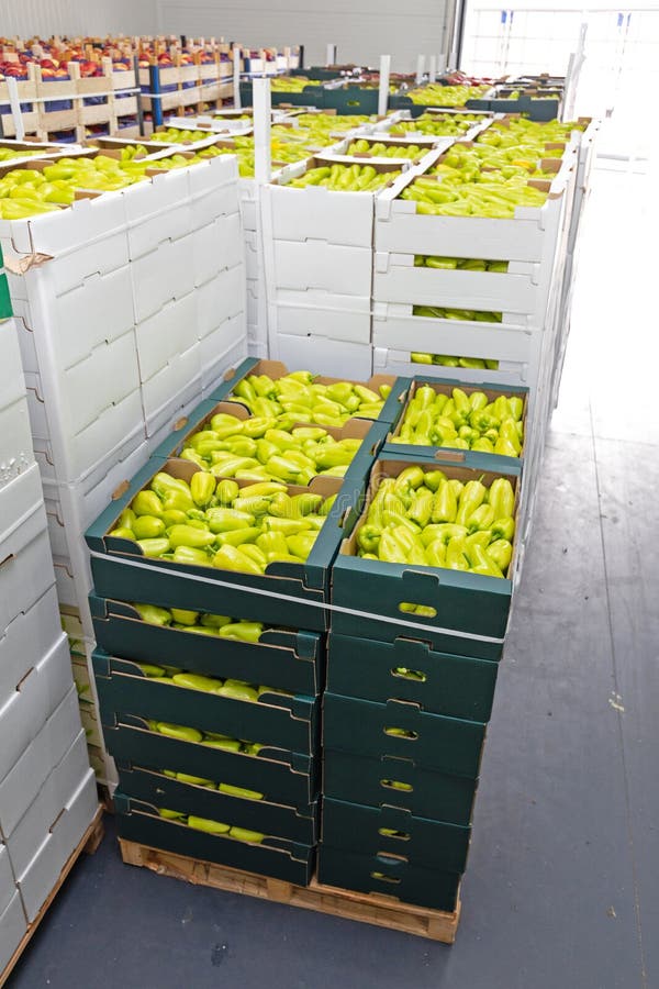 Peppers Boxes Storage stock photo. Image of cold, vegetables - 194726262