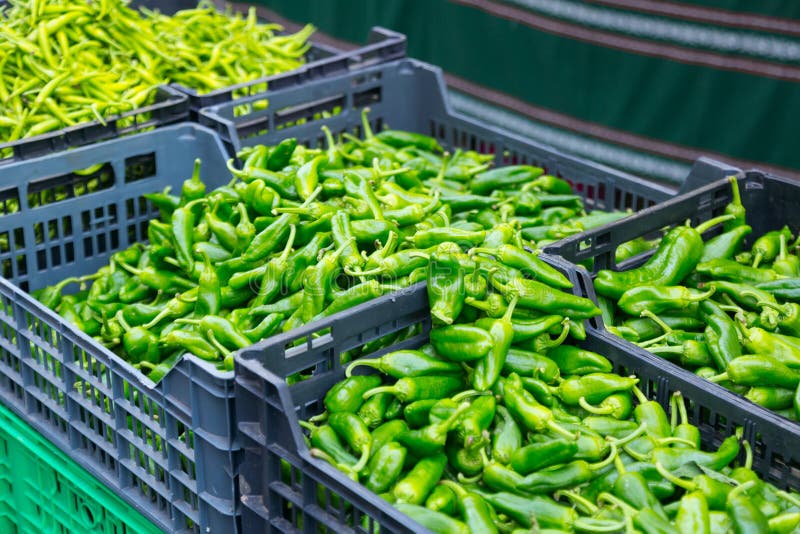 Peppers Boxes Storage stock photo. Image of cold, vegetables - 194726262