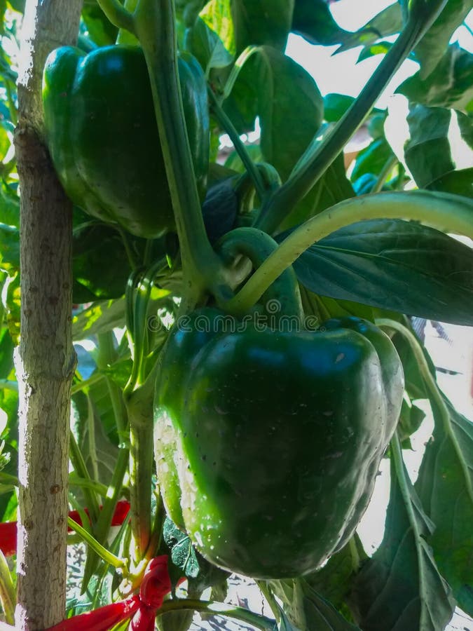Green peppers on the bush stock photo. Image of beautiful - 194824368