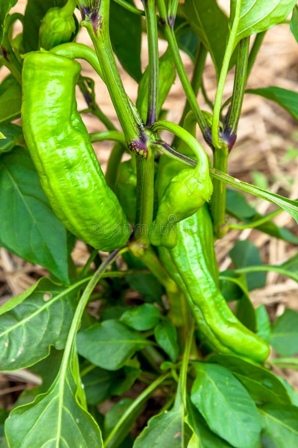Green Peppers stock image. Image of culinary, plant - 204515005