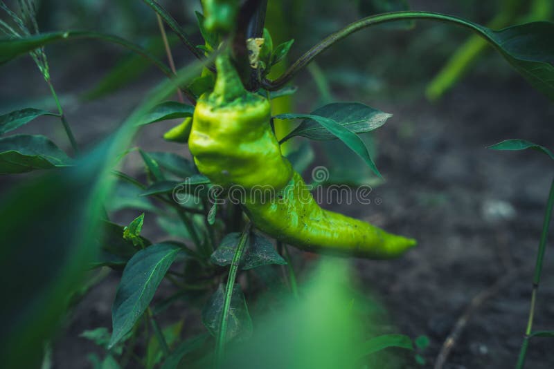 Green Peppers are Growing in the Garden Stock Image - Image of food ...