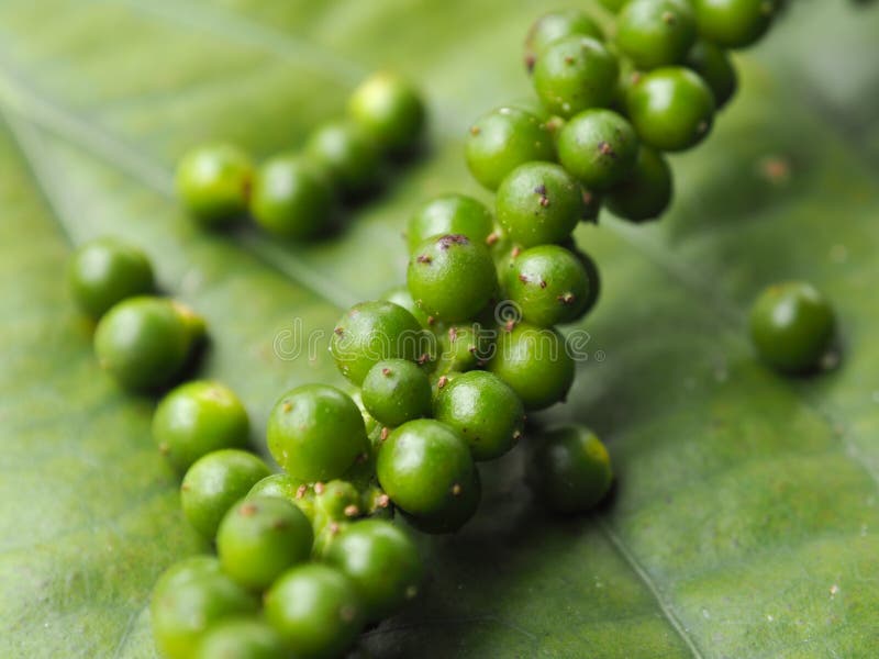 Green peppers stock image. Image of round, heap, plant - 78446693
