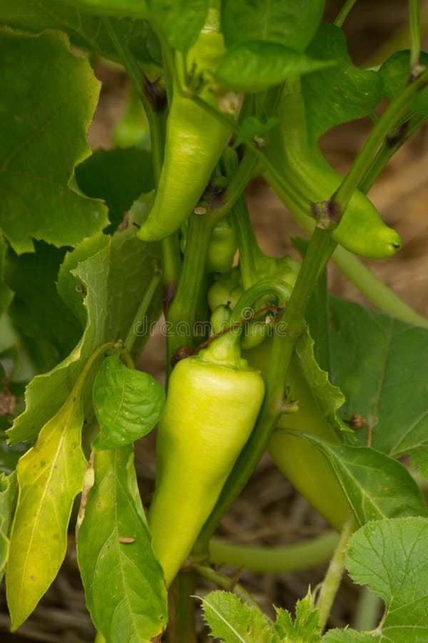 Green Peppers stock image. Image of cook, diet, detail - 43150801