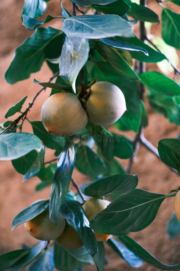 Green Persimmon on the Tree Stock Photo - Image of leaf, nature: 243595788