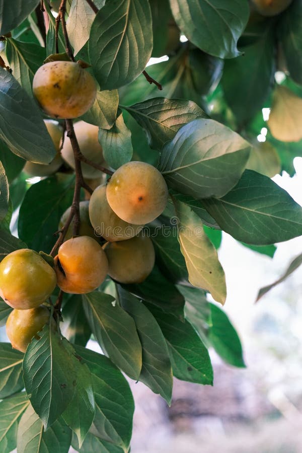 Green Persimmon on the Tree Stock Image - Image of plant, leaf: 243595701