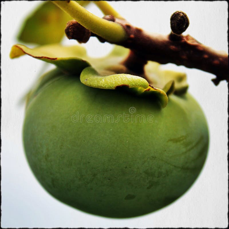 Green Persimmon stock photo. Image of unripe, hanging - 76291372