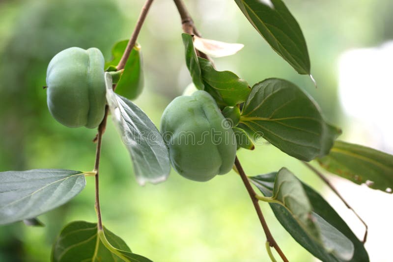 Green Persimmons Hanging on the Branches Stock Photo - Image of close ...