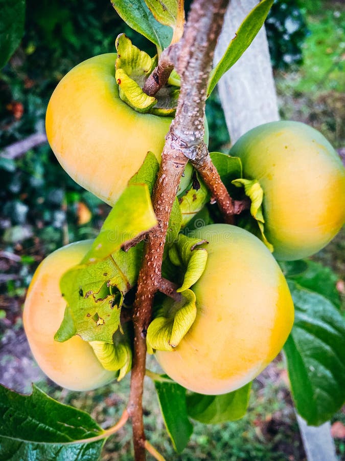 Green Persimmons Ripening on the Branches of the Tree Stock Photo ...
