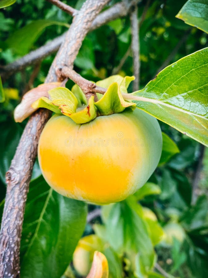 Green Persimmons Ripening on the Branches of the Tree Stock Image ...