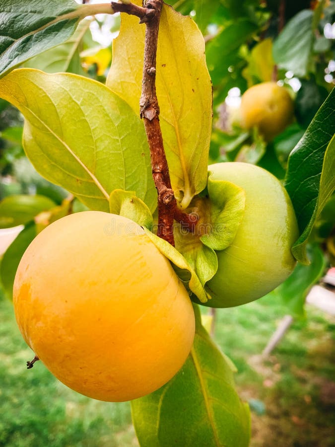 Green Persimmons Ripening on the Branches of the Tree Stock Image ...