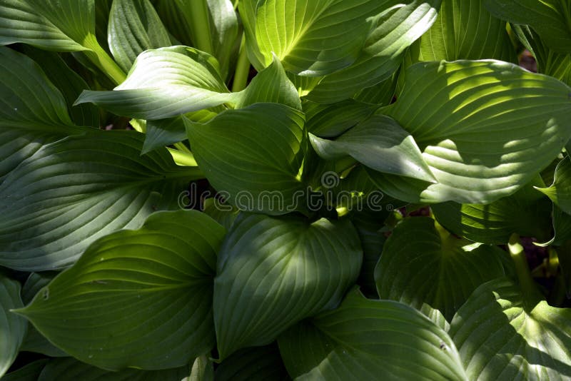 Green Petals in the Garden Day Light, Close-up Macro Stock Image ...