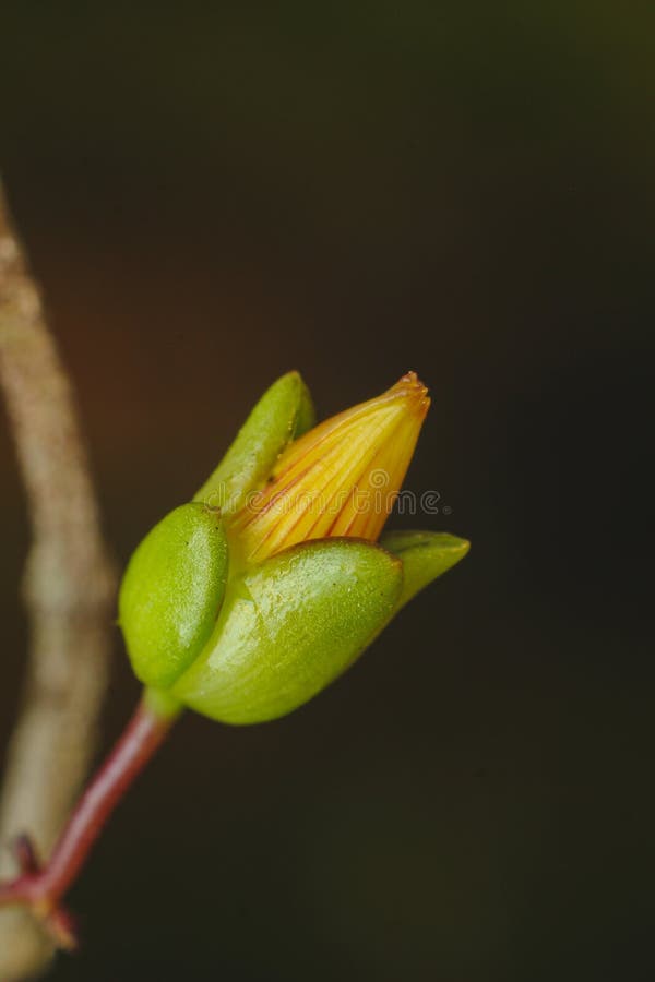 Green Petals Guard the Flower before it Develops Stock Photo - Image of ...
