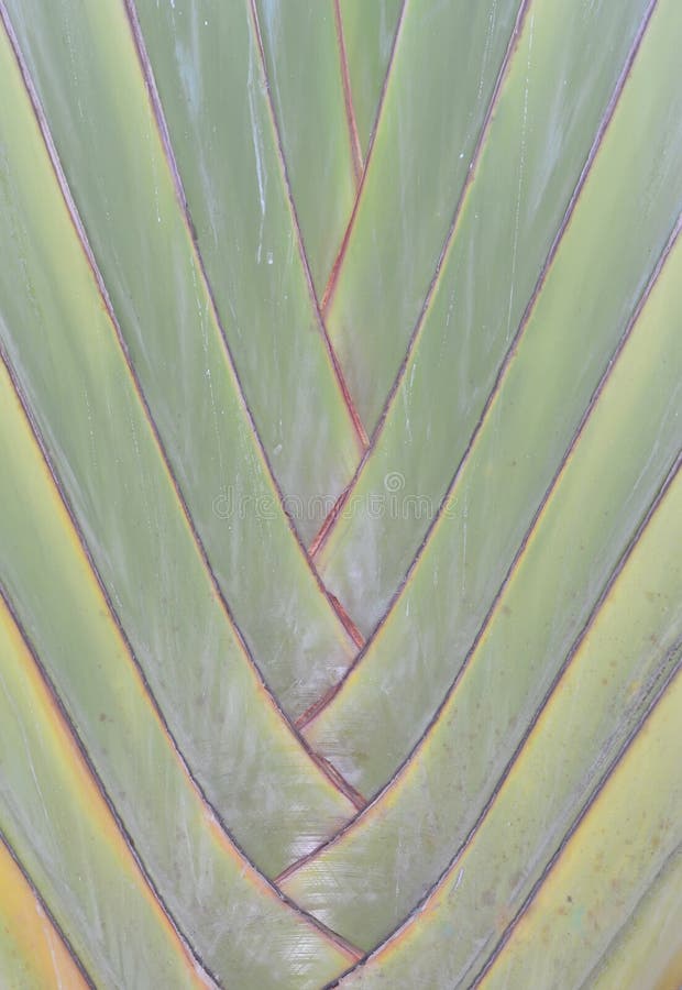 Green Petiole Pattern of Palm Traveller S Tree Stock Photo - Image of ...