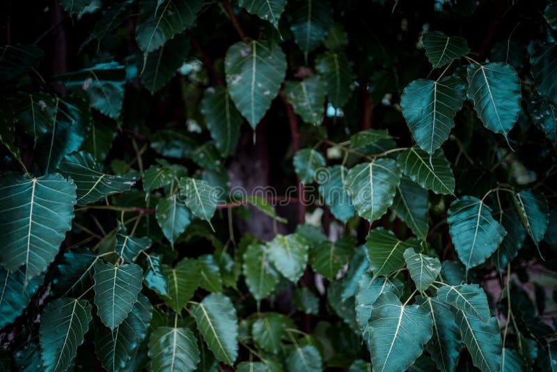 Green Pho Leaf Vintage Natural Background Stock Image - Image of design ...
