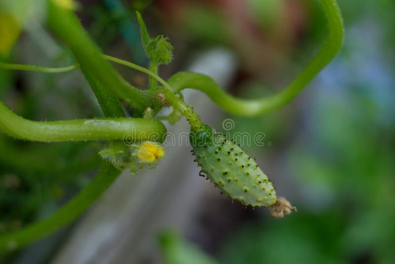 Green Pickle on a Vine in a Summer Garden Stock Image - Image of sharp ...