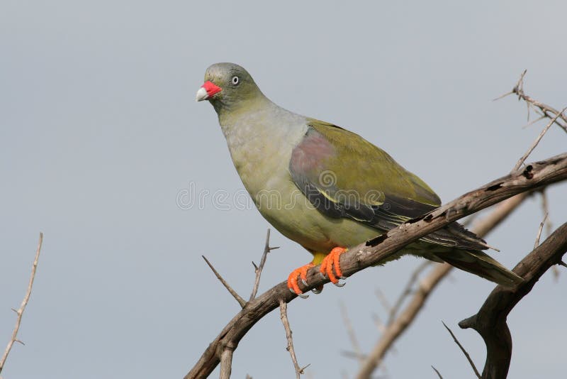 Green Pigeon stock image. Image of nature, pigeon, kruger - 24068541