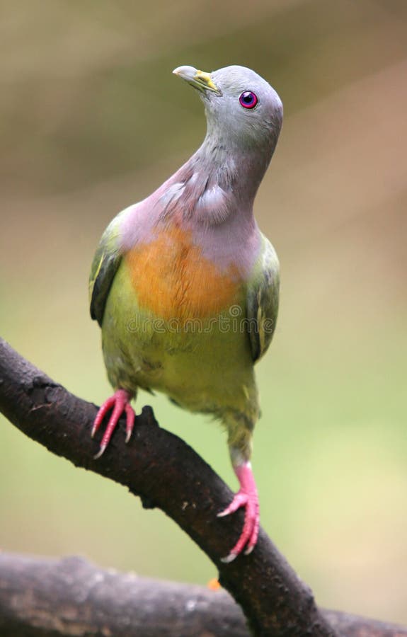 Green pigeon stock photo. Image of aviary, bill, africa - 999310