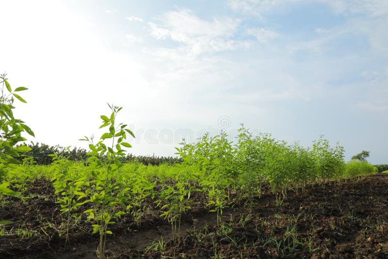Arhar Tree Stock Photos - Free & Royalty-Free Stock Photos from Dreamstime
