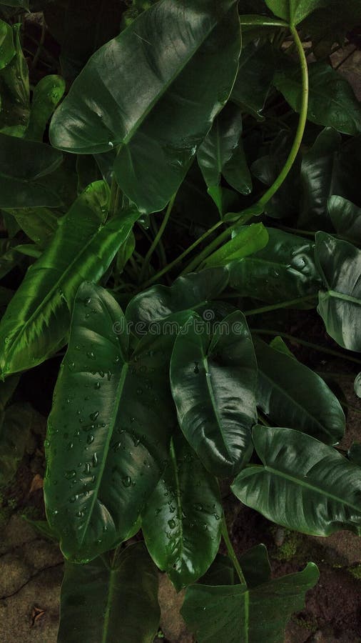 Green pillow tree stock photo. Image of pillow, rain - 252380050