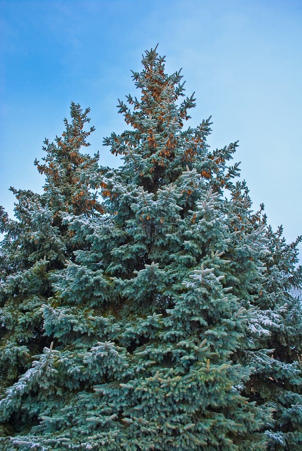 Green pine stock image. Image of winter, needle, pine - 12388165