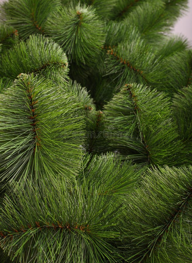 Green Pine Tree Branches with Needles As Background or Wallpaper ...