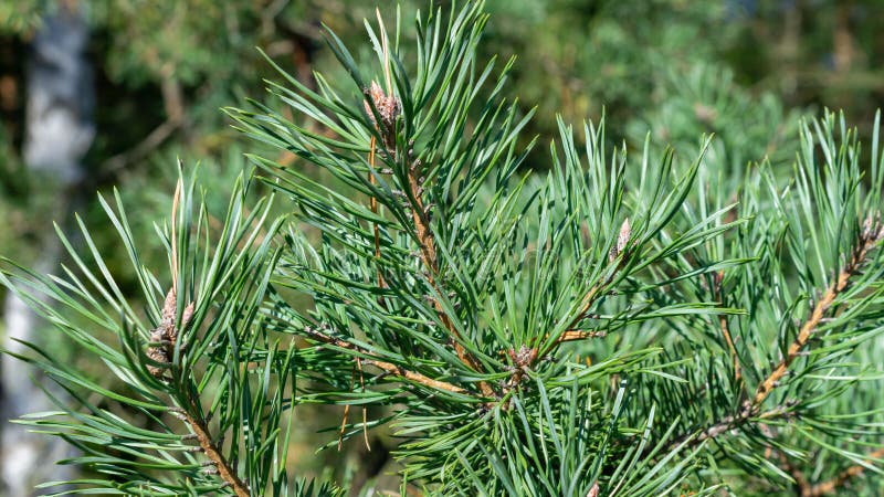 Green Pine Branch Texture. Background Stock Image - Image of conifer ...