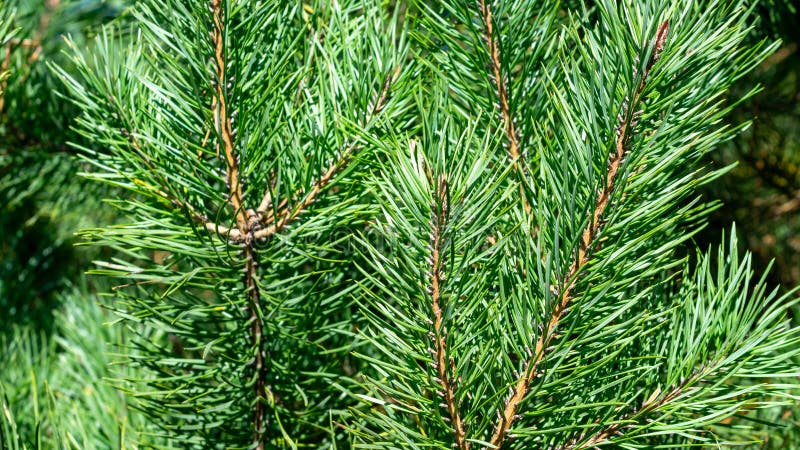 Green Pine Branch Texture. Background Stock Image - Image of texture ...