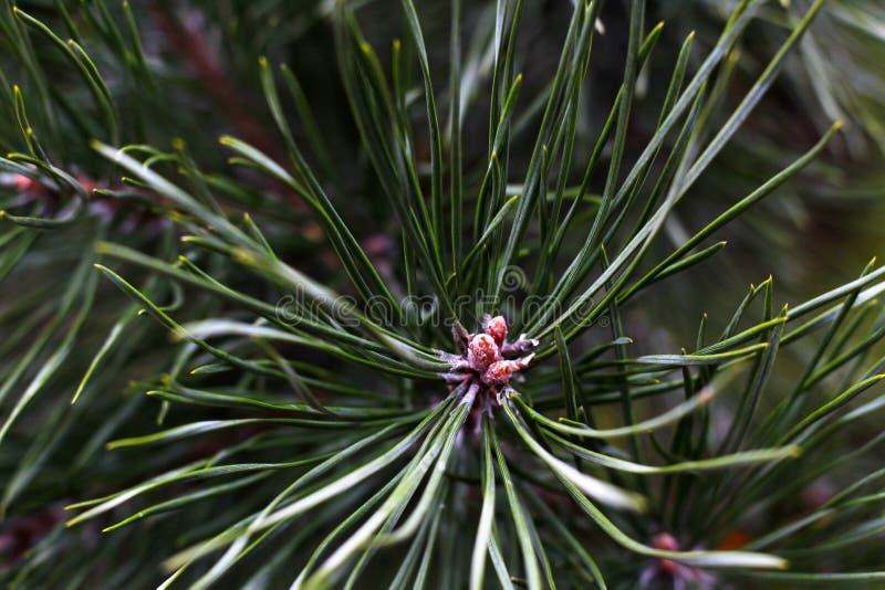 Pine Cone Germ Stock Photos - Free & Royalty-Free Stock Photos from ...