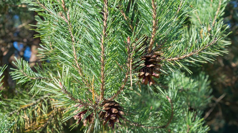 Green Pine Branches on a Sunny Day Stock Image - Image of wild, outdoor ...