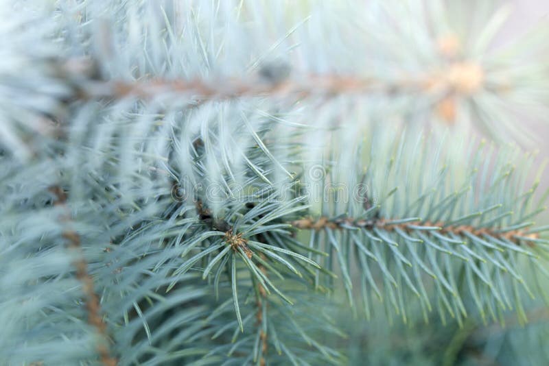 Green Pine Branches. Pine Tree in Nature. Green Spruce Stock Photo ...