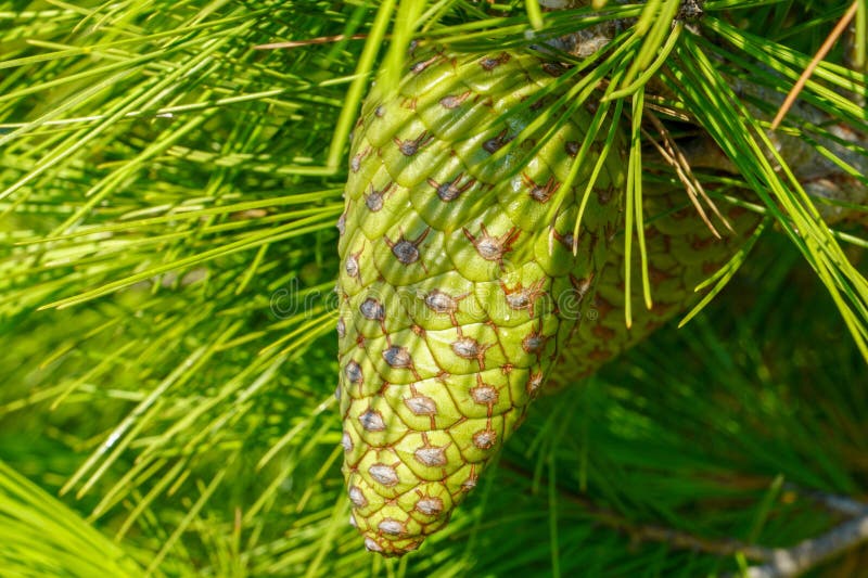 Red Cone Fruit of the Tiger Eyes Sumac Plant Stock Image - Image of ...