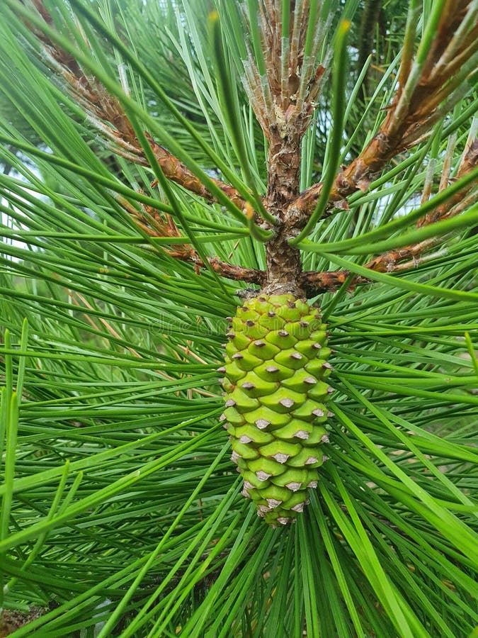 Green Pine Cone in Its Tree Stock Image - Image of green, food: 254101451