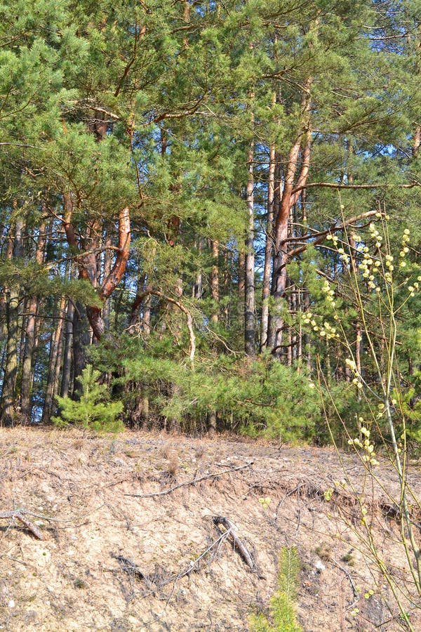 Green Pine Forest with Dune. Sunlight Natural Landscape, Vertical Photo ...
