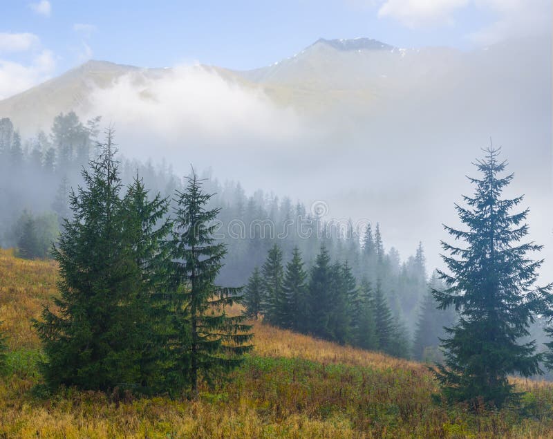 Green Pine Forest on a Mount Slope in a Mist Stock Image - Image of ...
