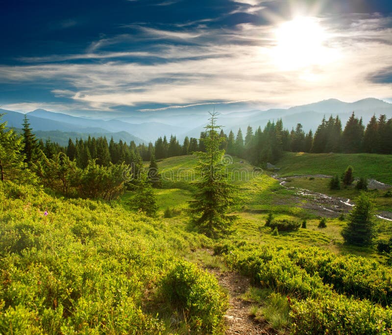 Green Pine Forest in Mountains at Sunset Sky Background Stock Photo ...