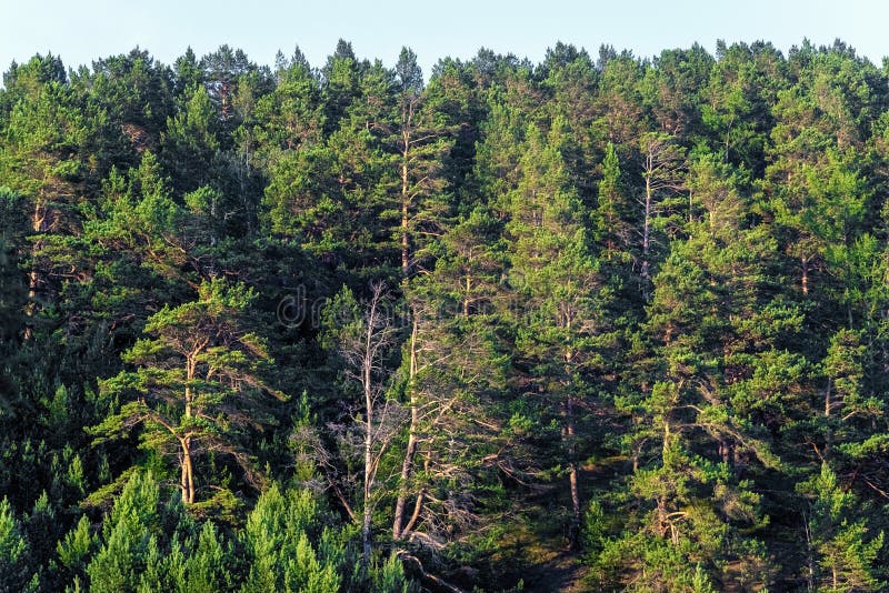 Forest on a slope stock photo. Image of altitude, nature - 190349078