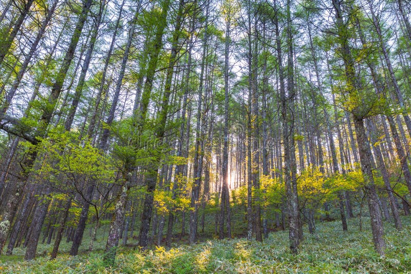 Green Pine Forest in Spring Morning Stock Photo - Image of park, light ...